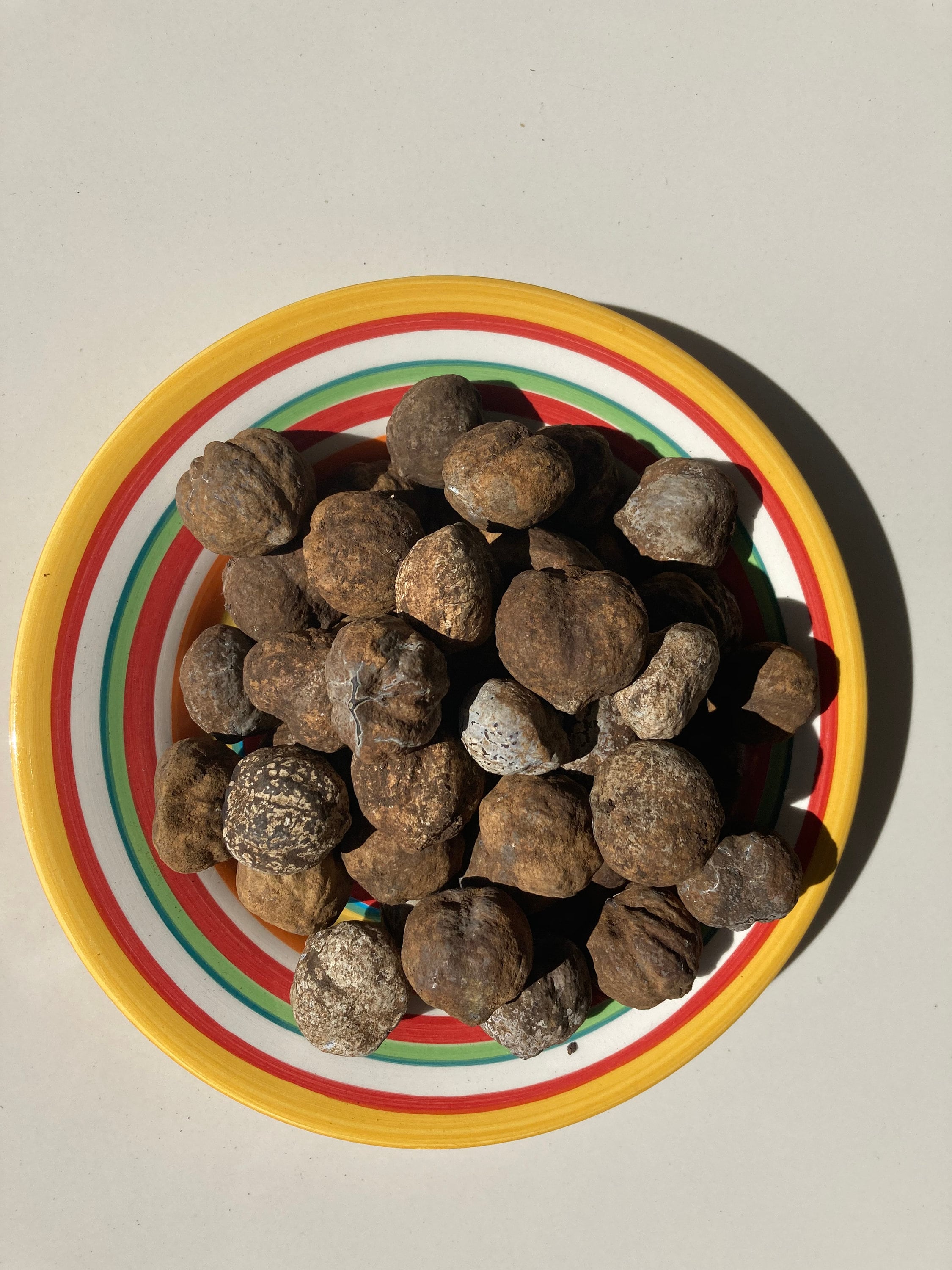 Candlenut Kukui Raw Nut From Hawaii - Etsy