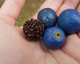 Blue Tree Seeds - Etsy