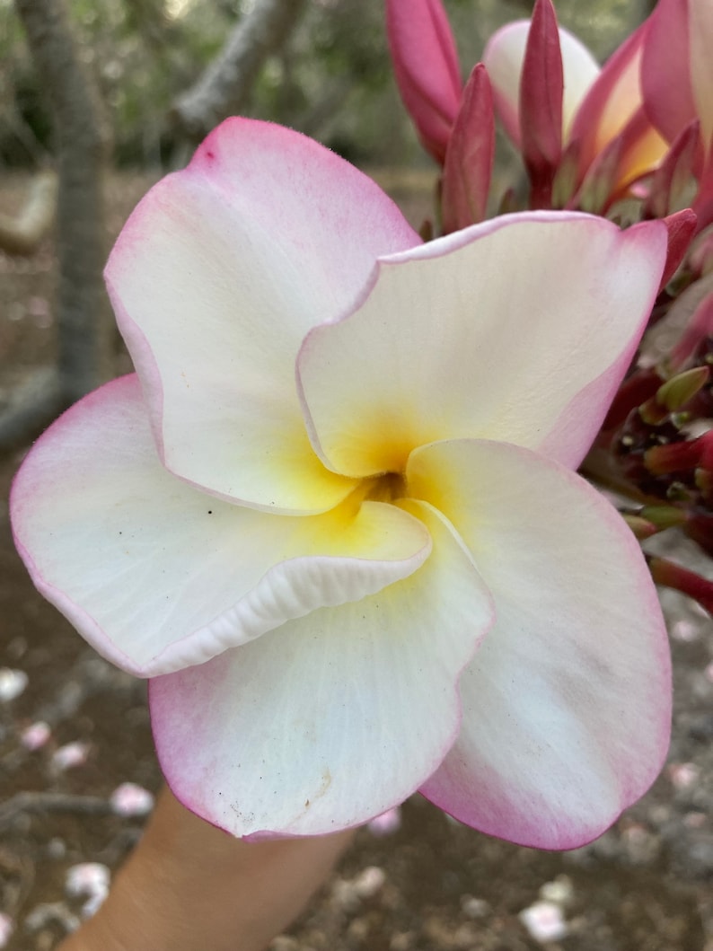 Rare Exotic Fragrant Frangipani Gennis Plumeria Unrooted Cutting Gift ...