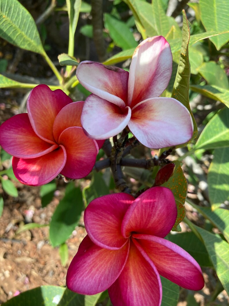 Rare Multicolored Pink and Pink-light Colored Frangipani - Etsy