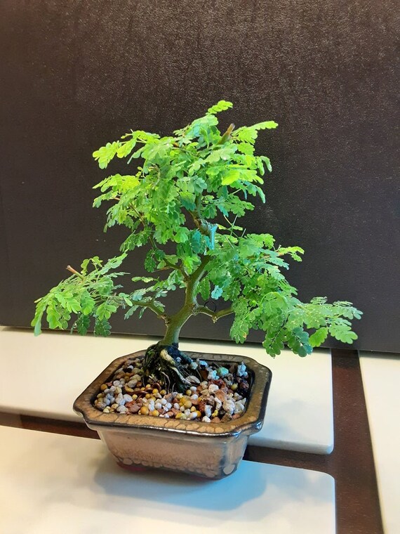 Monkey Pod Tree Seeds