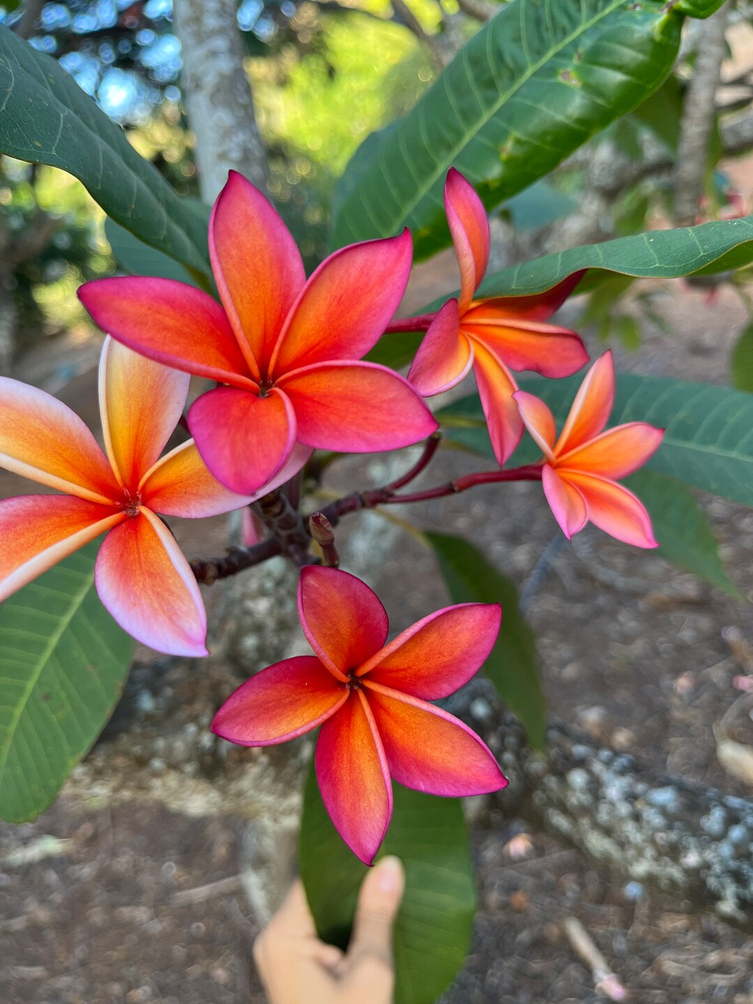 Fragrant Frangipani Peach Color Fruity Scent "angus Gold" Plumeria ...
