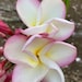 Rare Exotic Fragrant Frangipani Gennis Plumeria Unrooted Cutting Gift ...