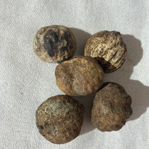 Candlenut Kukui Raw Nut From Hawaii - Etsy