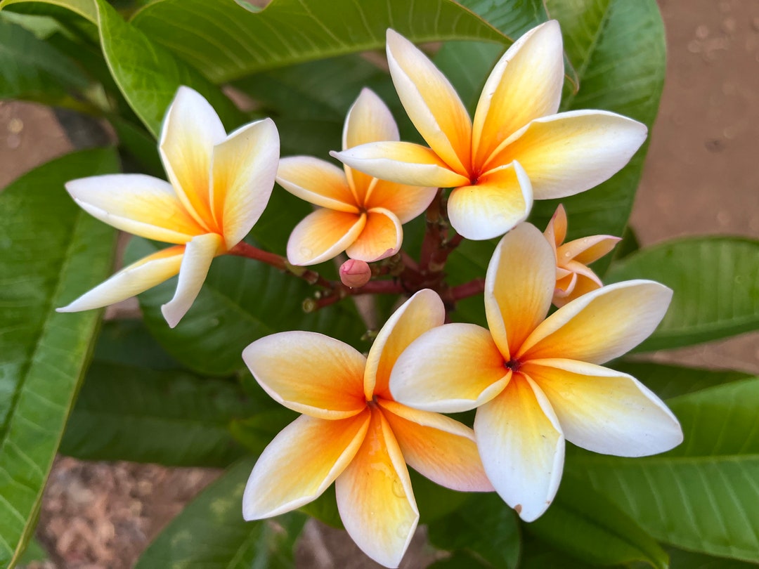 Hawaiian Frangipani Plumeria PAUL WEISSICH Yellow -orange Centered ...