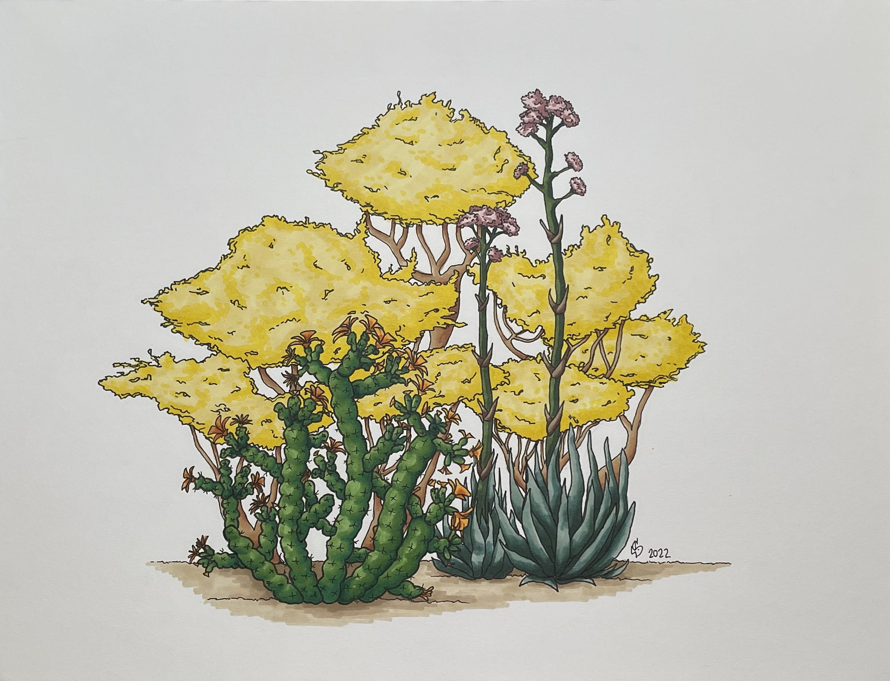 Ocotillo Drawing