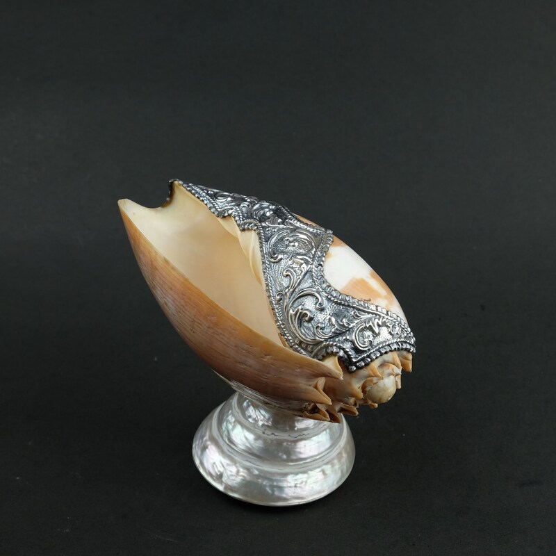 Sea Shell Decorations - Etsy