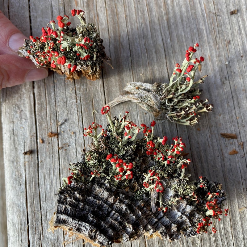 Lichen Terrarium - Etsy