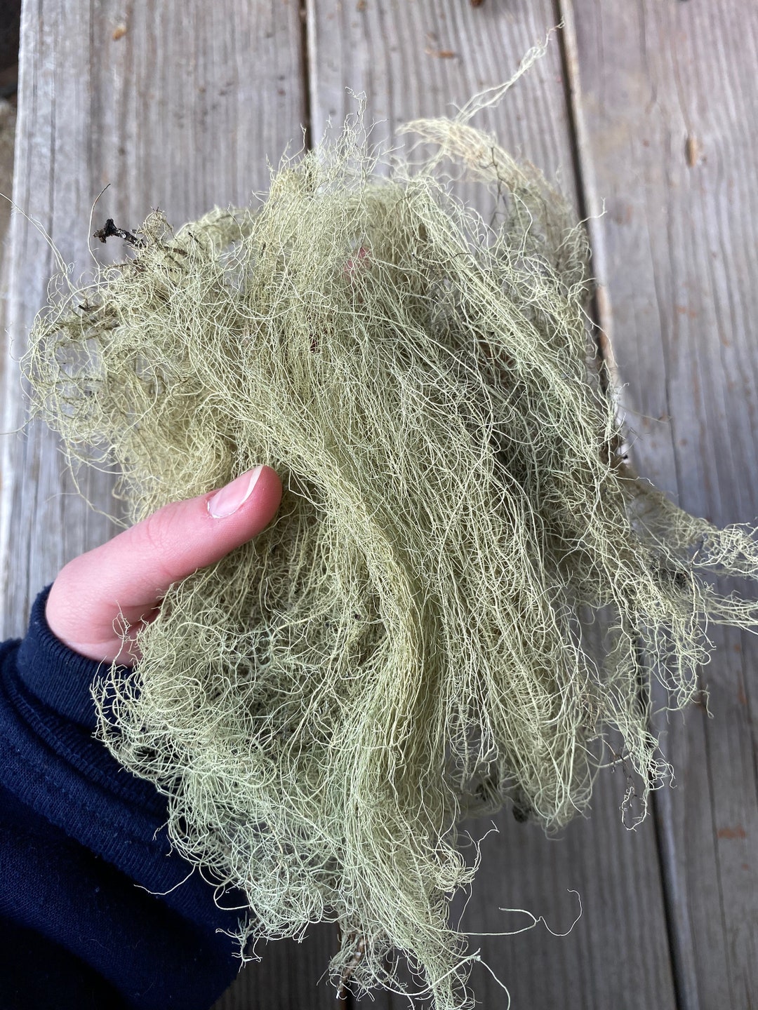 Usnea old Man's Beard From Northern Maine // Nature Decor // Terrarium ...