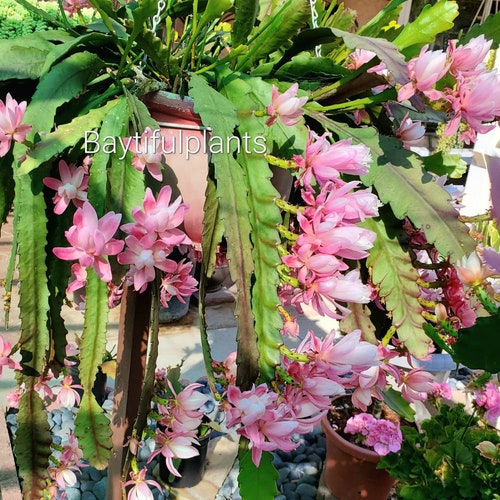 German Empress Epiphyllum 1 Cutting disocactus - Etsy