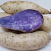 Malanga Coco Yam, Malanga Coco Root, Yautia, Cocoyam, Tannia, Eddo ...