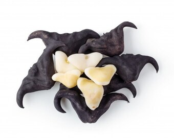 Water Chestnuts | Etsy