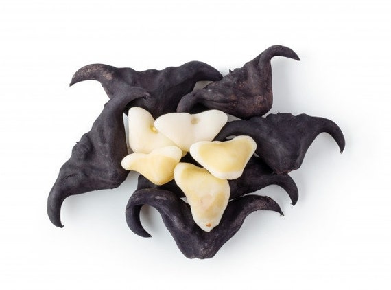 Water Caltrops Water Chestnuts Bat Nuts Devil Pods 1 2 - Etsy Hong Kong
