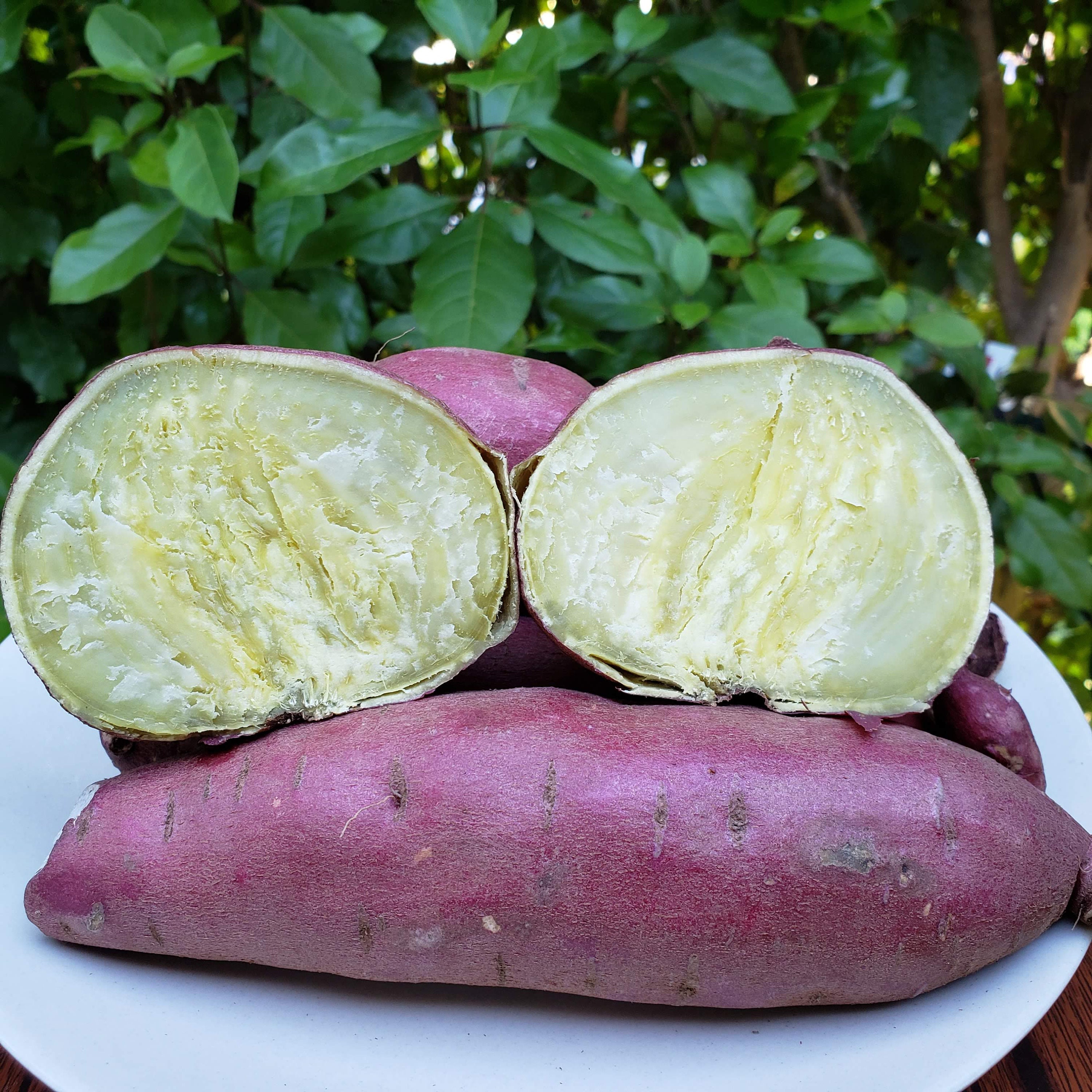 Japanese Sweet Potatoes korean Yam or Japanese Yam 2 Pound - Etsy