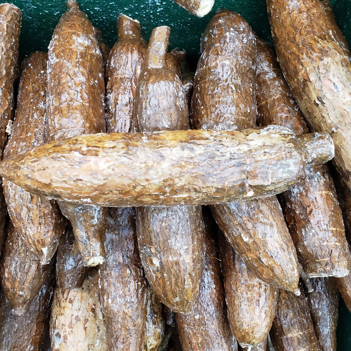 Fresh Cassava Root Yucca Nanioc Macaxeira Mandioca Aipim Etsy