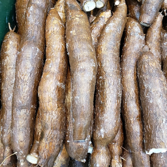 Mandioca Macaxeira Cassava Suman 2 Lbs Aipim Nanioc Cassava Nilupak ...