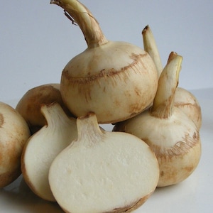 Arrowhead Root Chinese Arrowhead Sagittaria Trifolia Duck Potato 2 Lbs ...