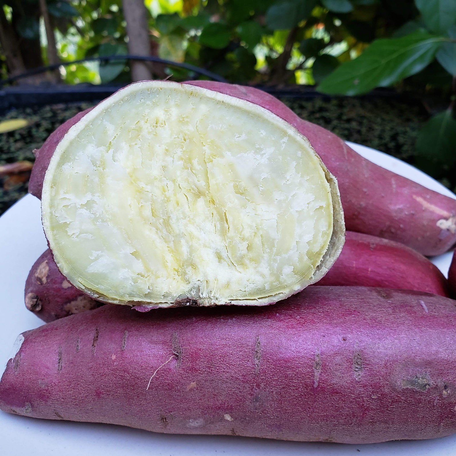 Japanese Sweet Potatoes korean Yam or Japanese Yam 2 Pound - Etsy