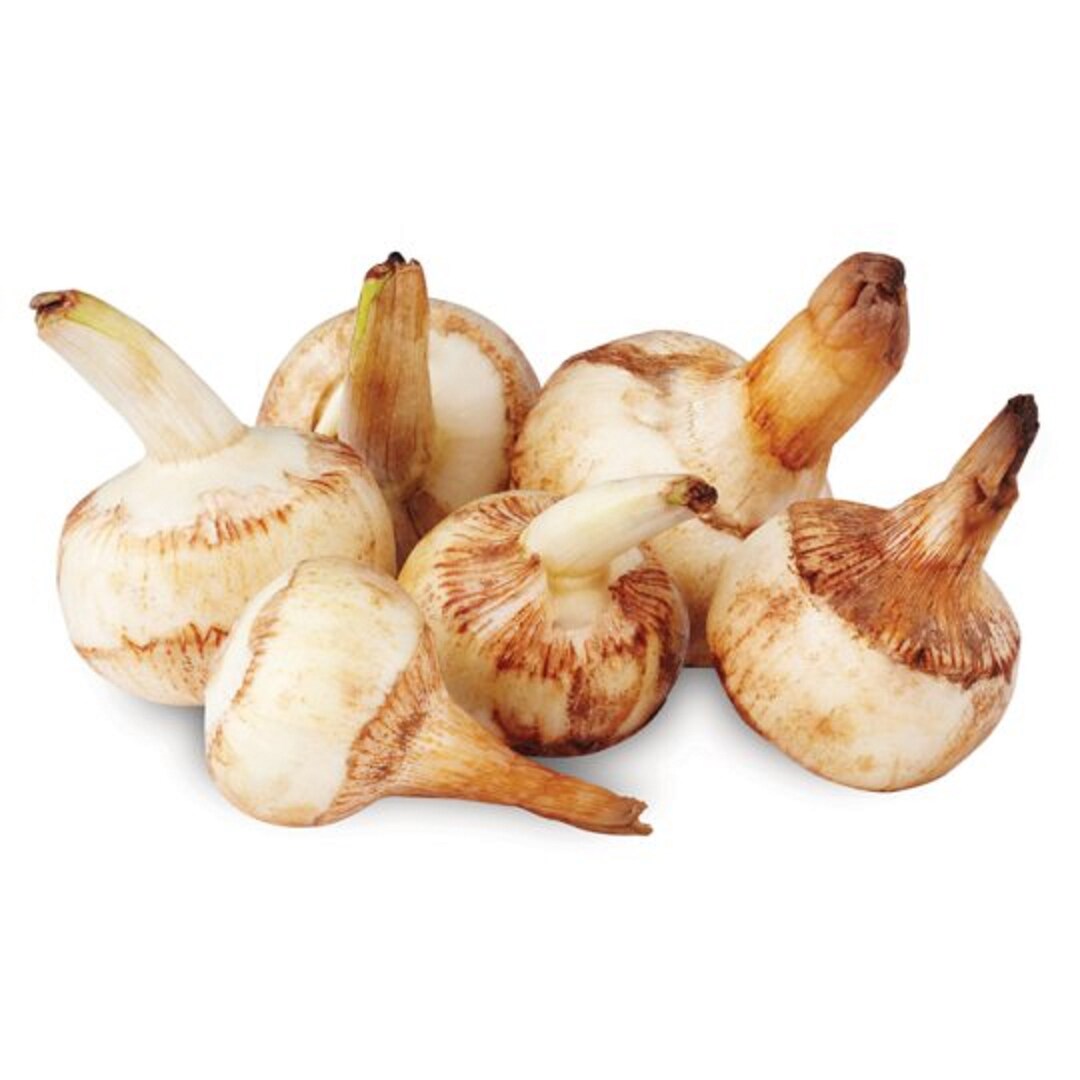 Arrowhead Root Chinese Arrowhead Sagittaria Trifolia Duck Potato 2 Lbs ...