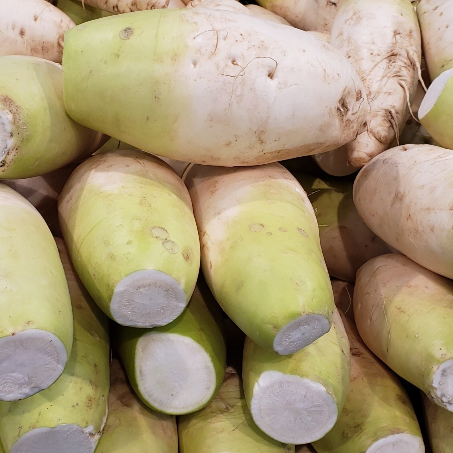 Korean Radish or Mu Fresh Korean Radish Fresh Mu Bulk - Etsy