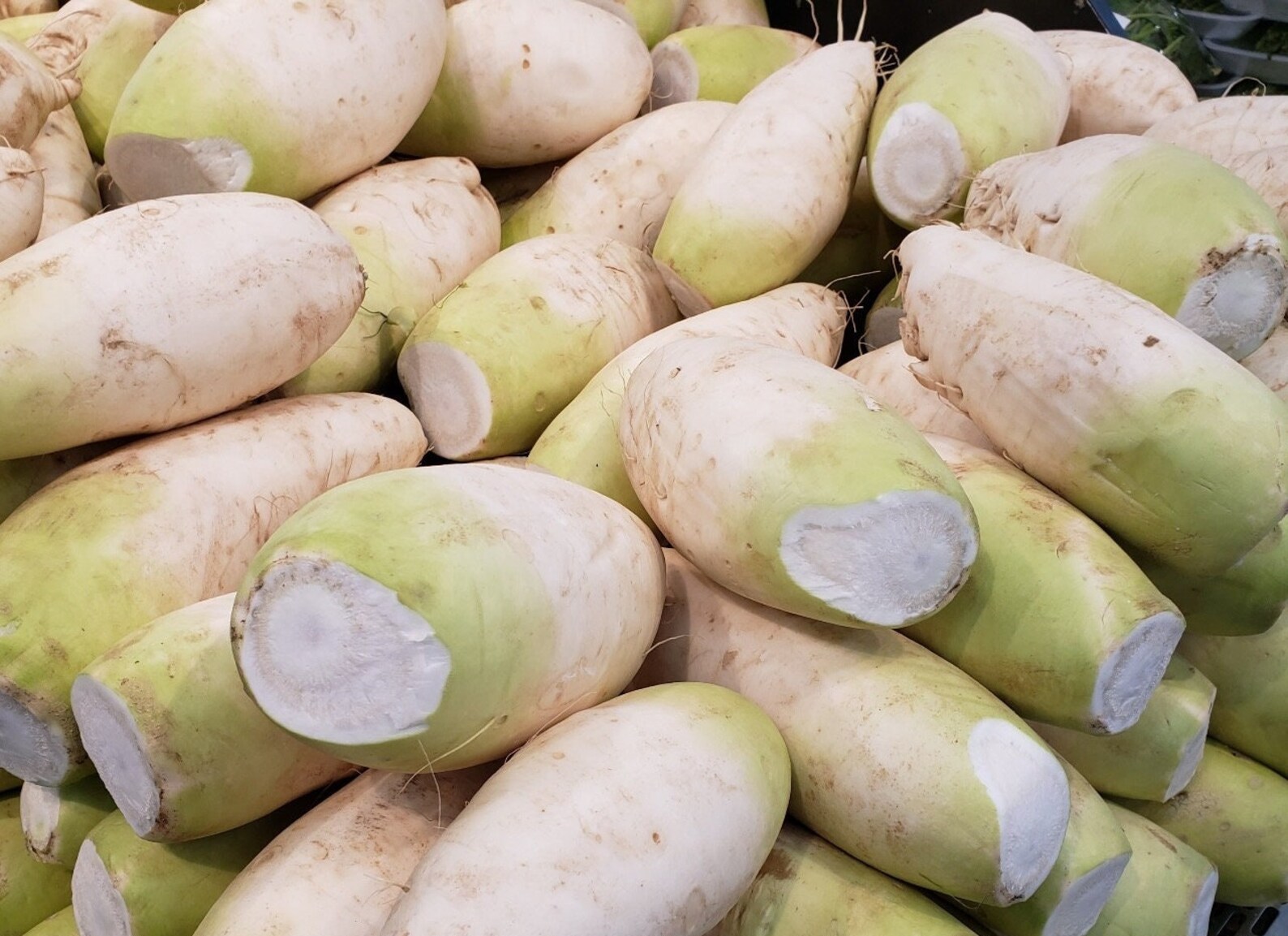 Korean Radish or Mu Fresh Korean Radish Fresh Mu Bulk - Etsy