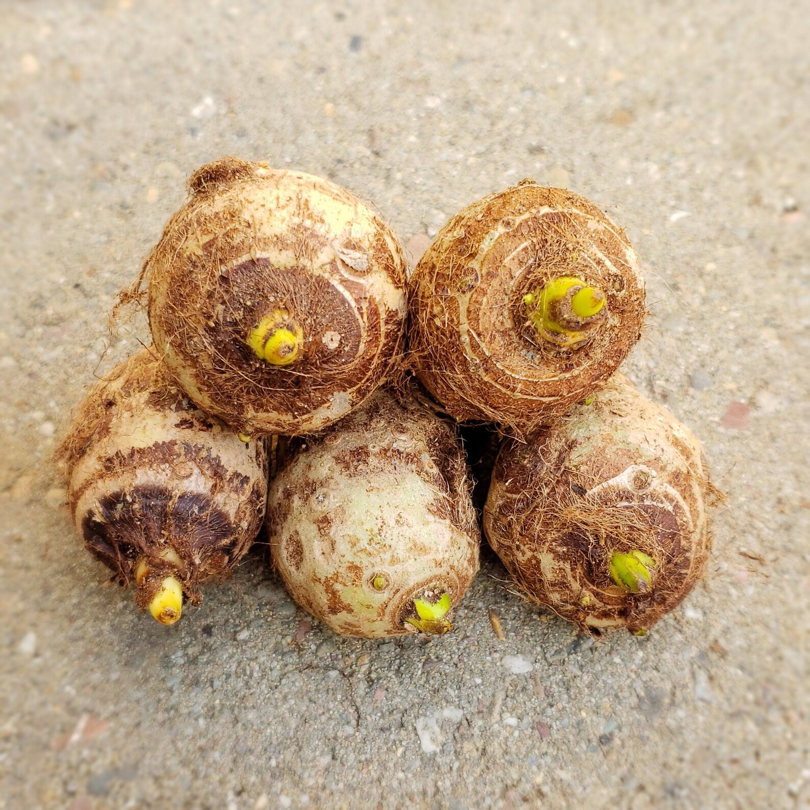 20 LIVE Elephant Ear Taro Kalo Eddo Colocasia Gabi Bulb, Taro Tuber ...