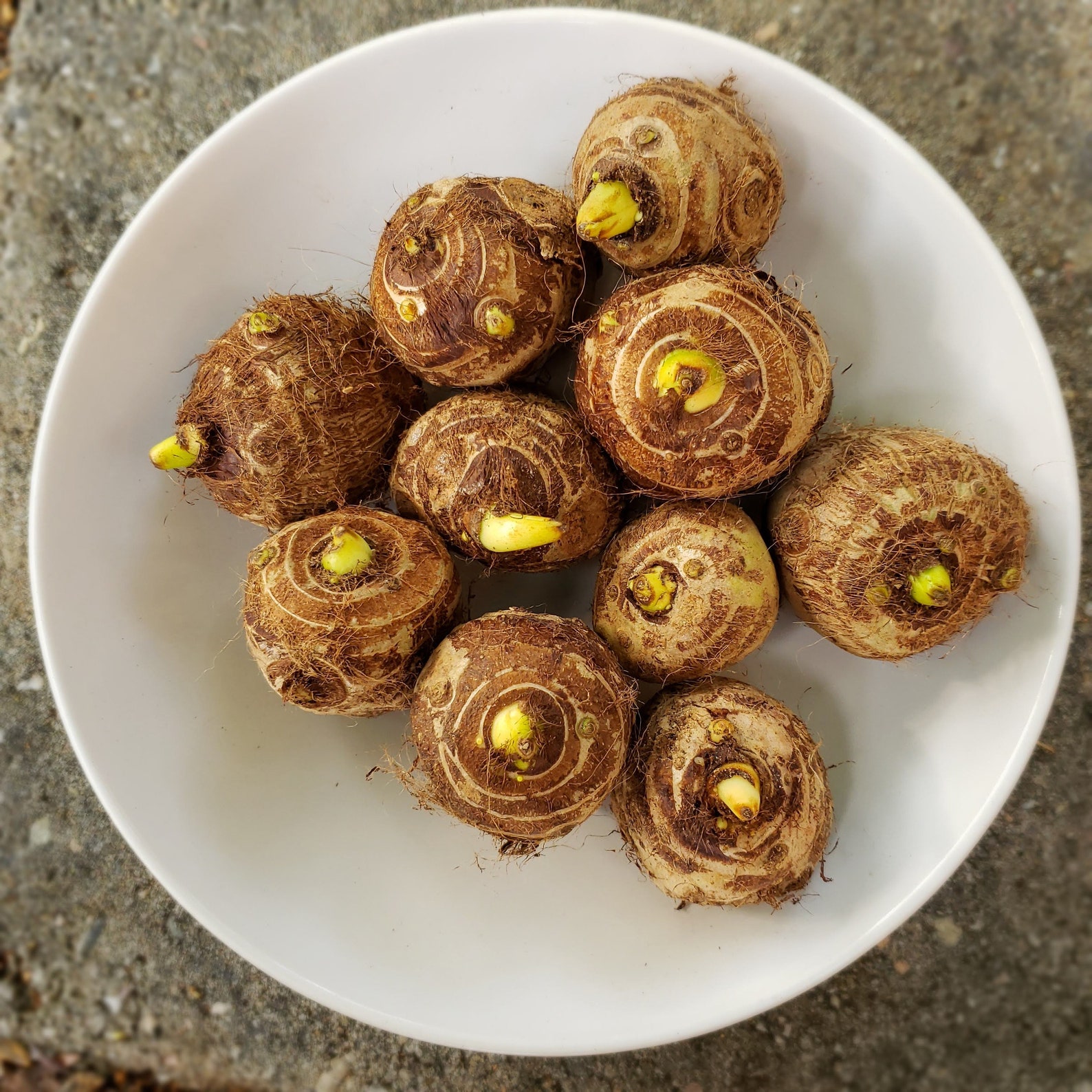 20 LIVE Elephant Ear Taro Kalo Eddo Colocasia Gabi Bulb, Taro Tuber ...