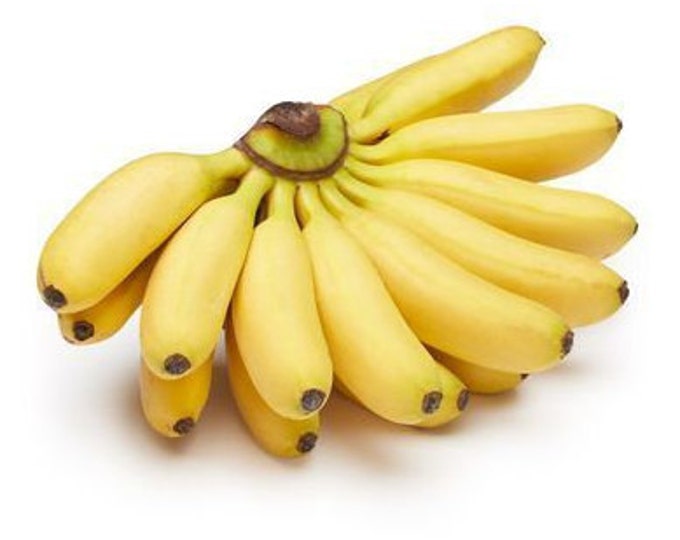 Apple Bananas, Fresh Apple Bananas, Manzano Banana 5 Lbs. - Etsy