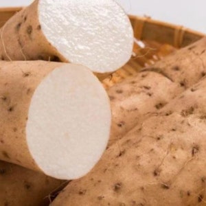 Chinese Yam, Dioscorea Polystachy, Nagaimo 3 Lbs - Etsy