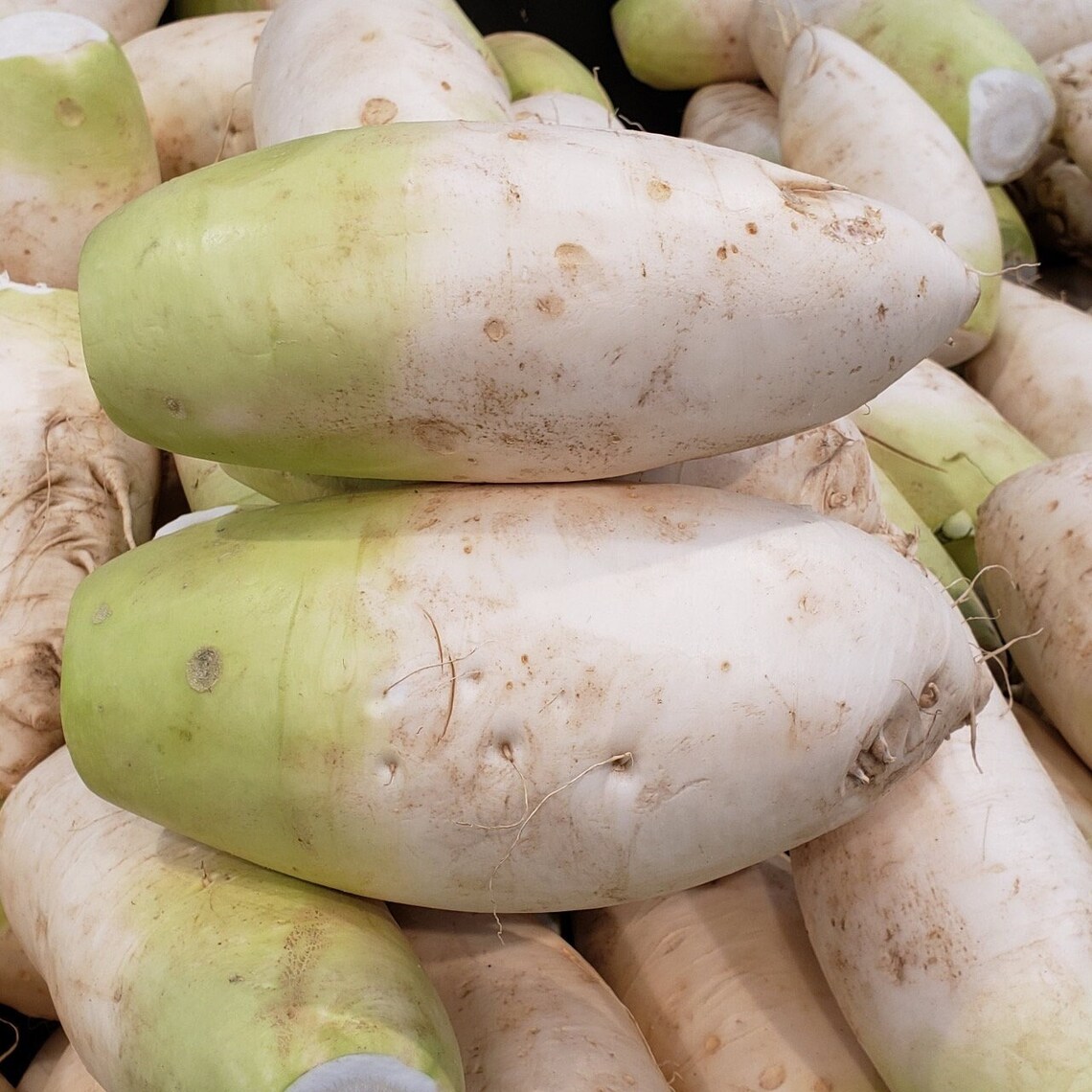 Korean Radish or Mu Fresh Korean Radish Fresh Mu Bulk - Etsy