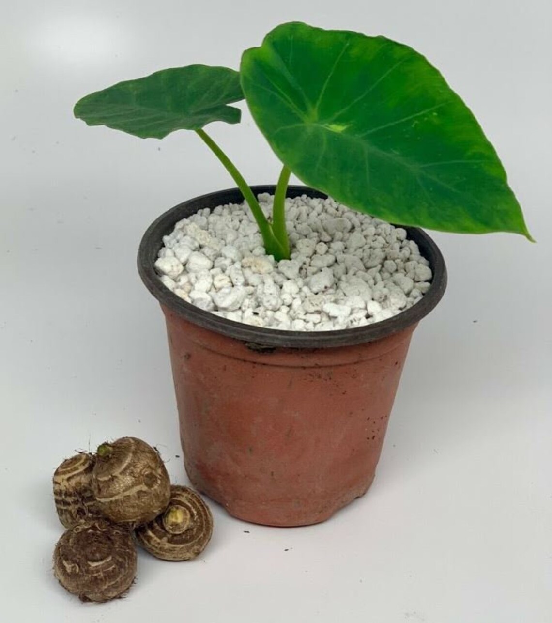 20 LIVE Elephant Ear Taro Kalo Eddo Colocasia Gabi Bulb Taro - Etsy