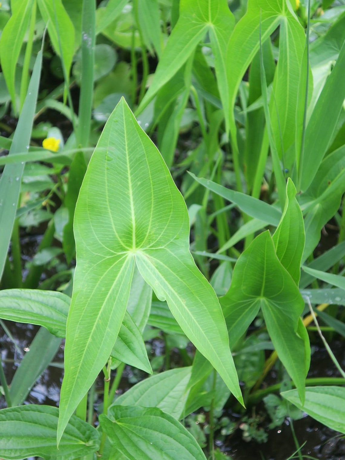 Arrowhead Root Chinese Arrowhead Sagittaria Trifolia Duck | Etsy