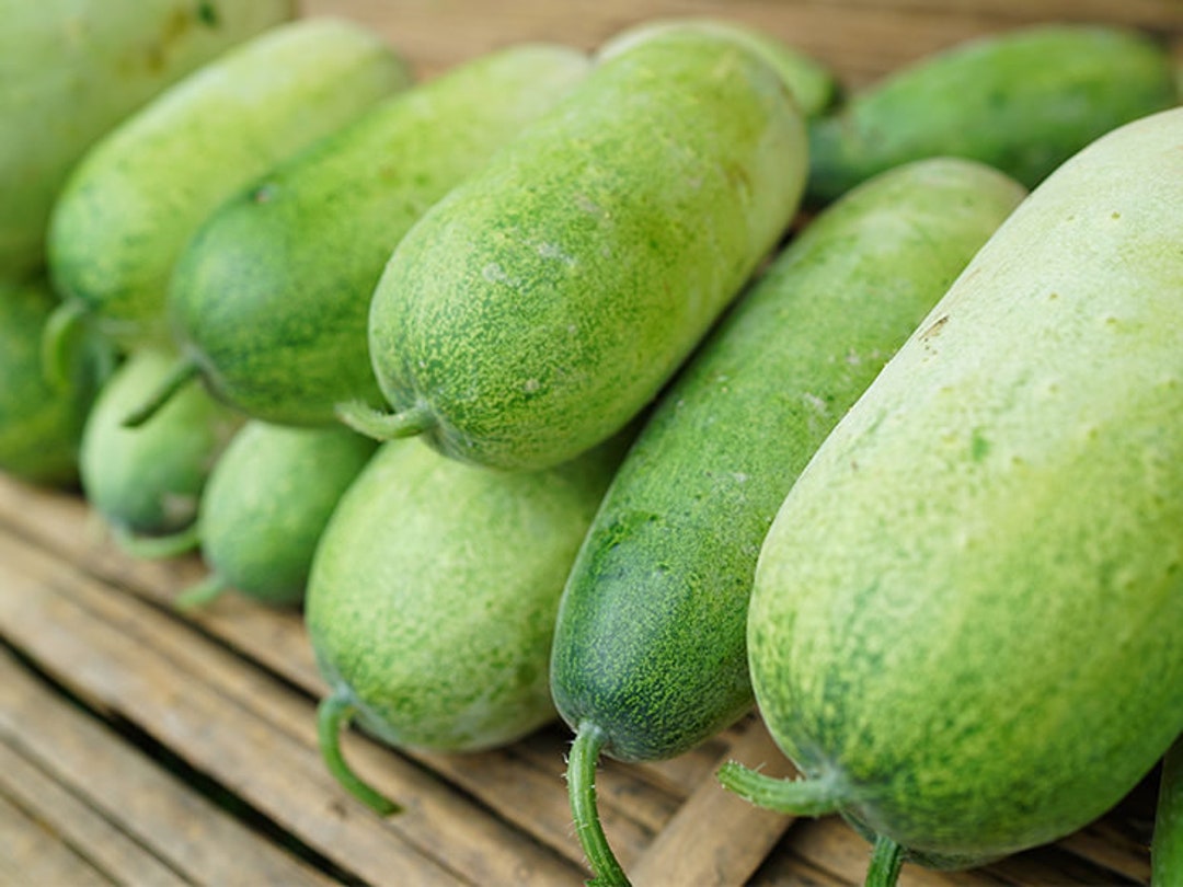 Fresh Winter Melon, Winter Melon Wax Gourd 2 Lbs - Etsy