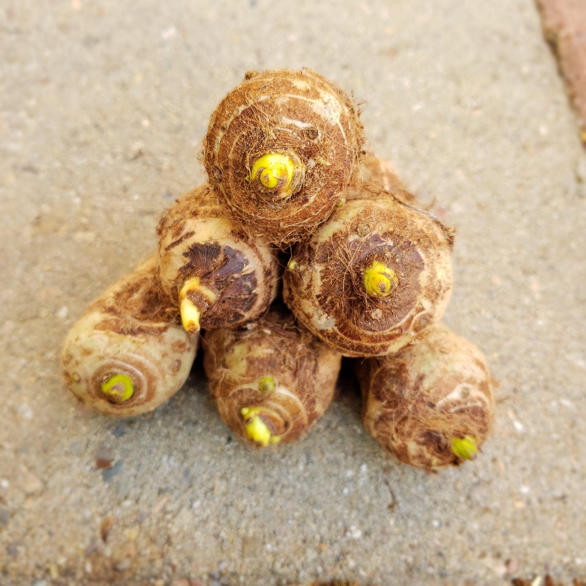 20 LIVE Elephant Ear Taro Kalo Eddo Colocasia Gabi Bulb Taro - Etsy