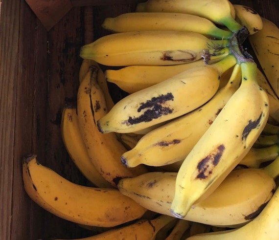 Manzano Bananas