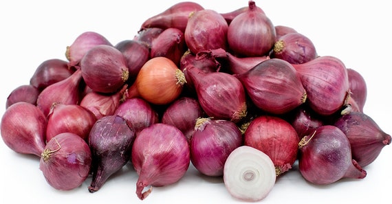 Red Pearl Onion Bulbs Organic Red Pearl Onions Red Pearl | Etsy