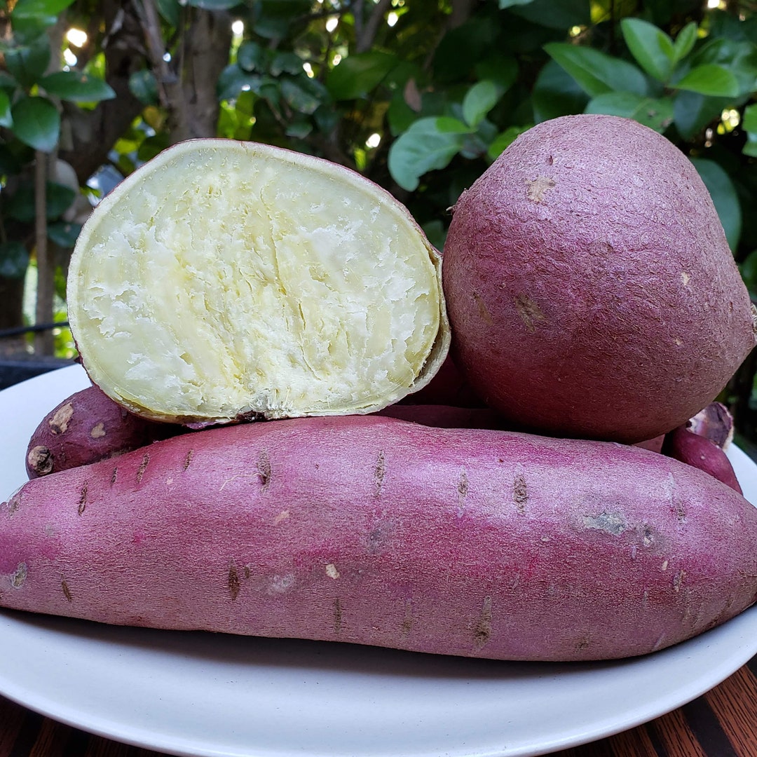 Japanese Sweet Potatoes korean Yam or Japanese Yam 2 Pound - Etsy