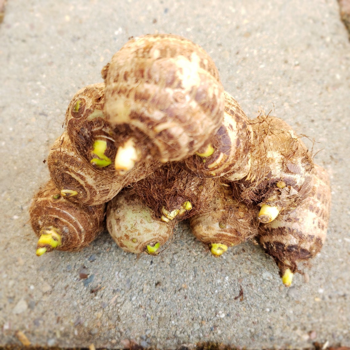 20 LIVE Elephant Ear Taro Kalo Eddo Colocasia Gabi Bulb Taro - Etsy