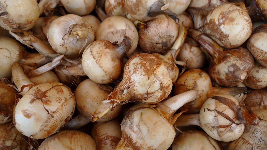 Arrowhead Root Chinese Arrowhead Sagittaria Trifolia Duck | Etsy