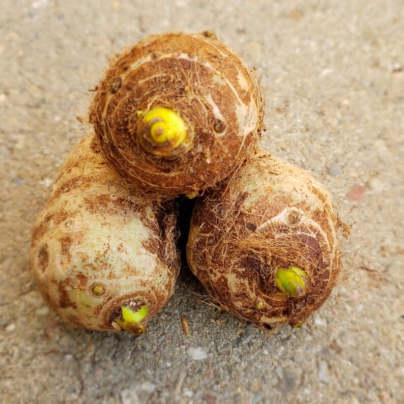 20 LIVE Elephant Ear Taro Kalo Eddo Colocasia Gabi Bulb Taro | Etsy