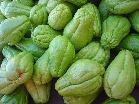 Chayote Squash Info
