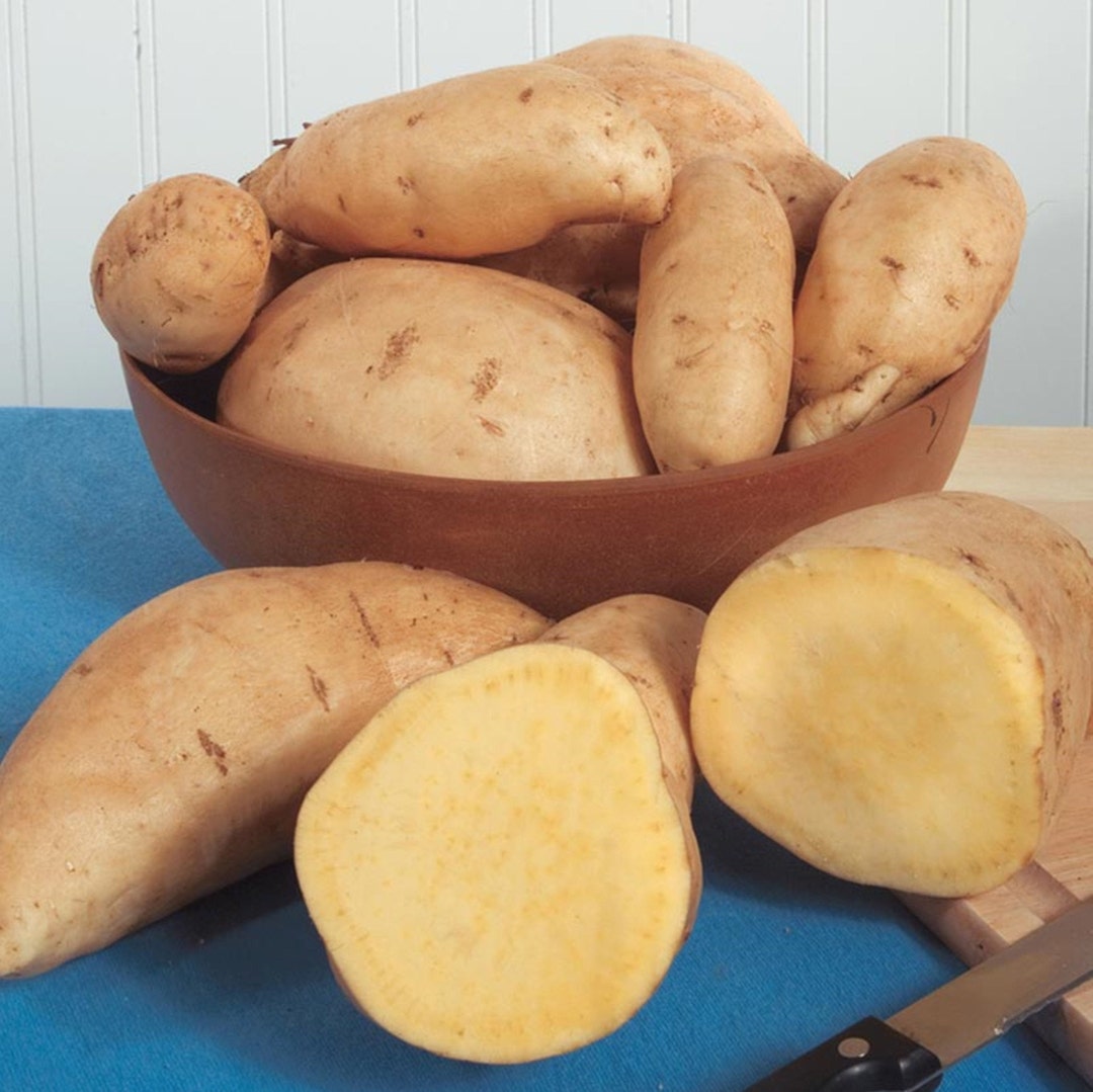 White Sweet Hannah Potatoes 2 Lbs, White Yam, Hannah Potatoes - Etsy