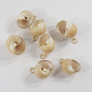 Moon Snail Shell Tanea Lineata 24k Gold Plated Trim Pendant Sea Pendant ...