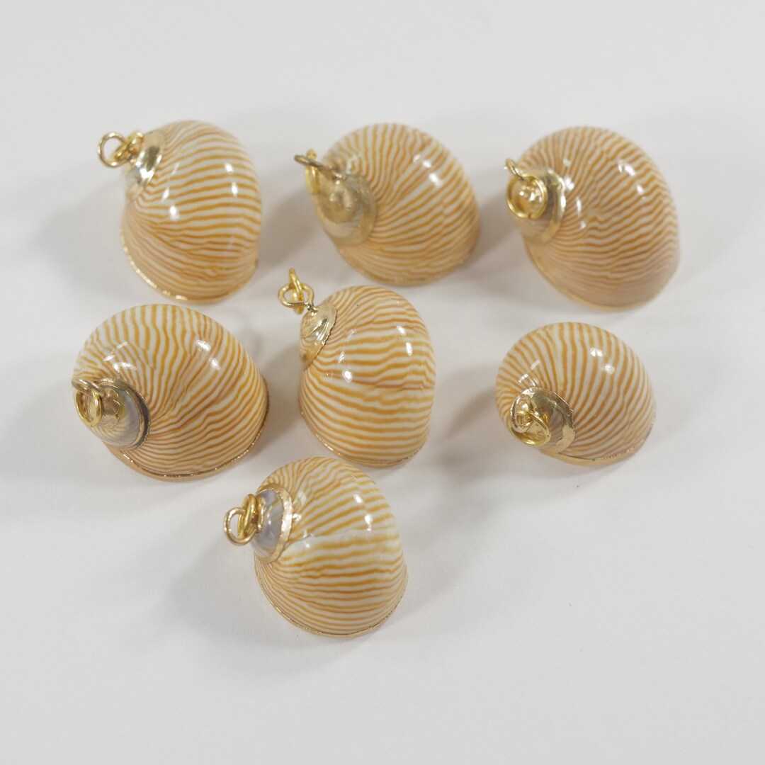 Moon Snail Shell Tanea Lineata 24k Gold Plated Trim Pendant Sea Pendant ...