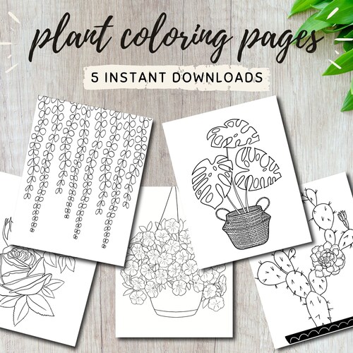 Succulent Cactus & House Plant Coloring Page - Etsy