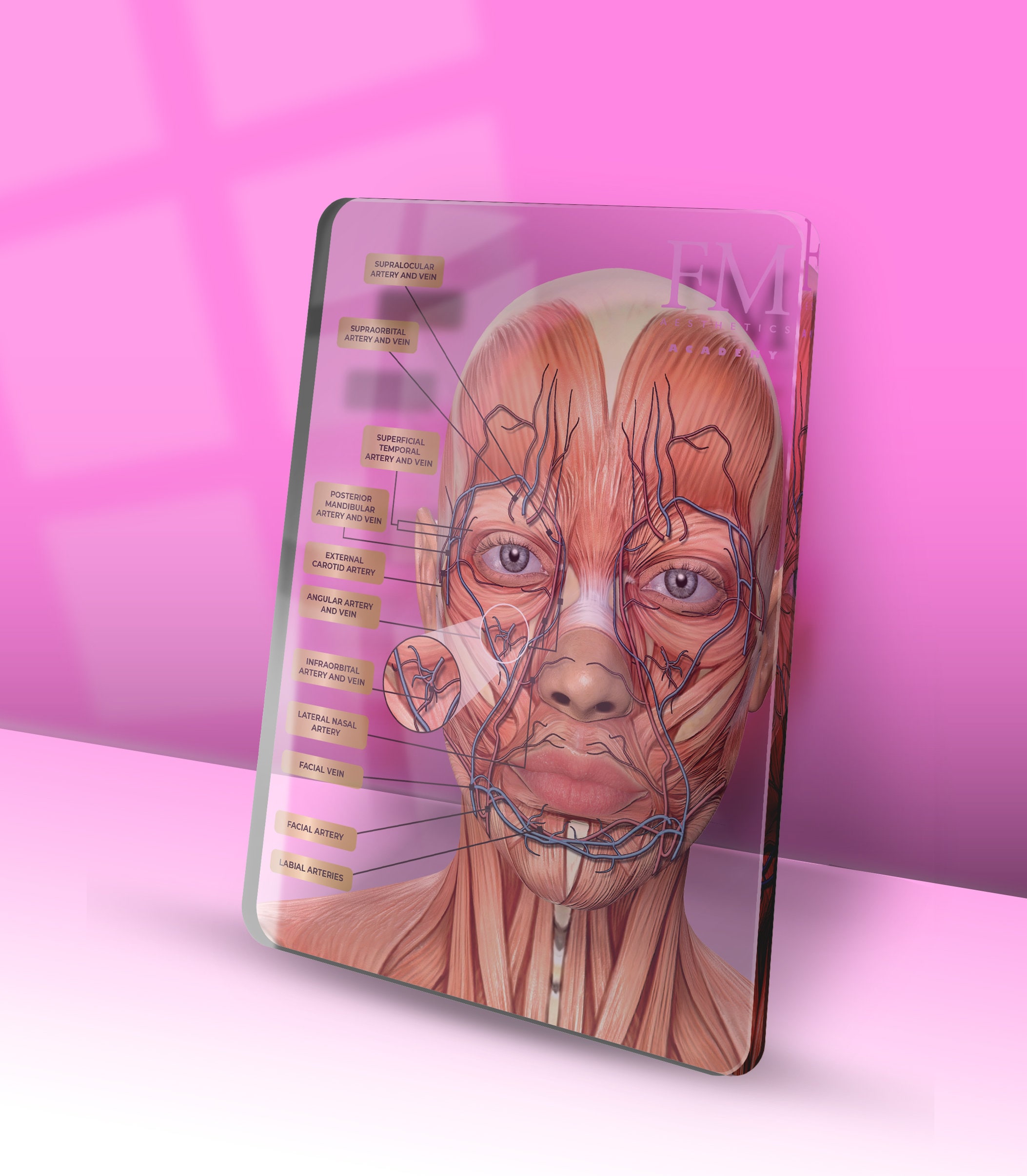 Skinless Face Anatomy