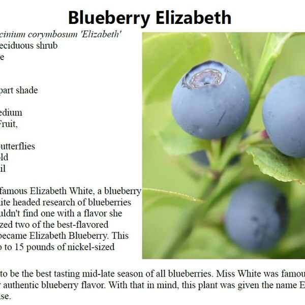 Blueberry Plant - Etsy