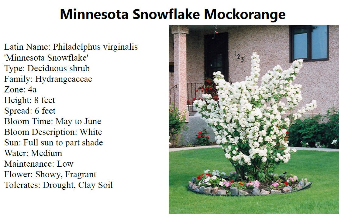Dwarf Snowflake Mock Orange