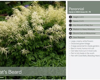 Goat's Beard Flower Seeds/ Aruncus/ Noble Spirit / - Etsy