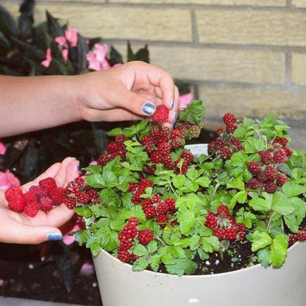 Ground Cover - Etsy